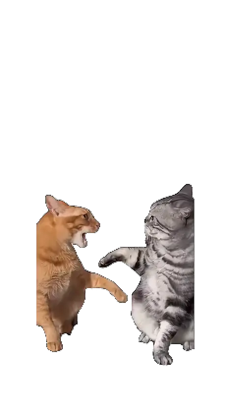 Cats Fighting - Make Video Memes with MEMEFA.ST